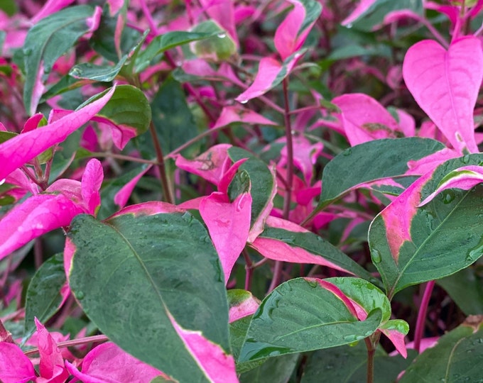 Live Plant 4" Pot Joseph's Coat Alternanthera "party Time" Pink - Etsy