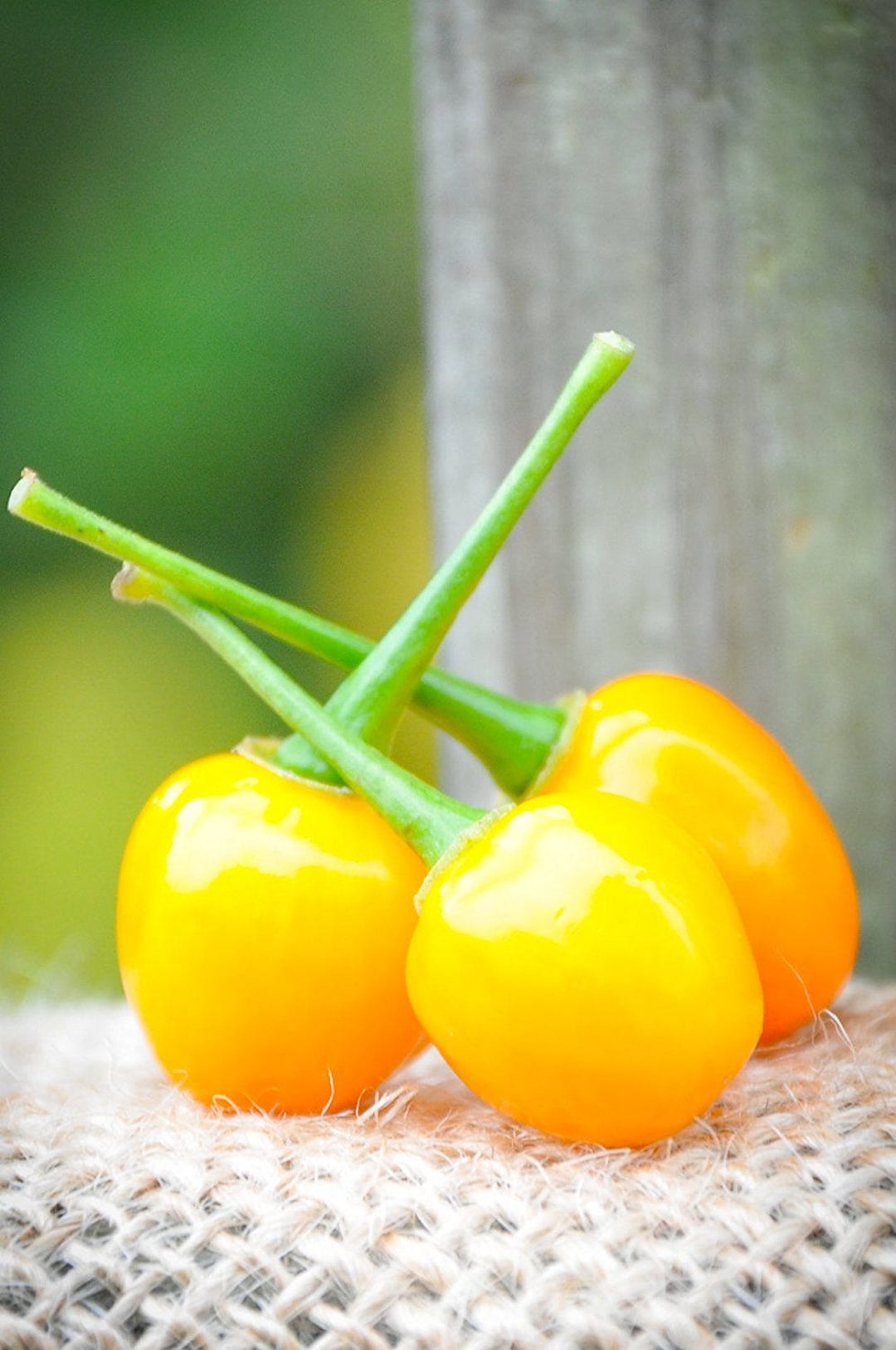 Aji Charapita Charapa Wild Peruvian Heirloom Pepper Premium Seed Packet ...