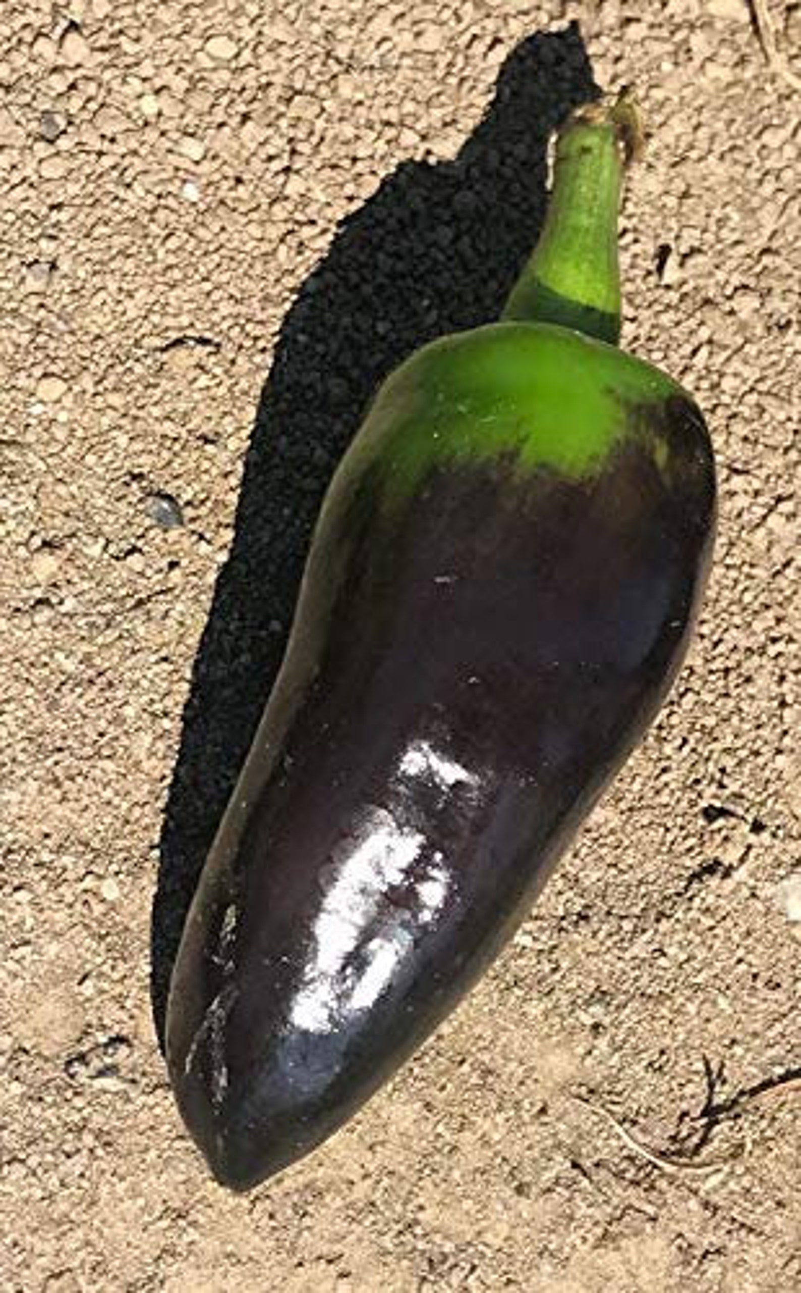 Black Jalapeno Pepper Premium Seed Packet Record Hottest in the World ...