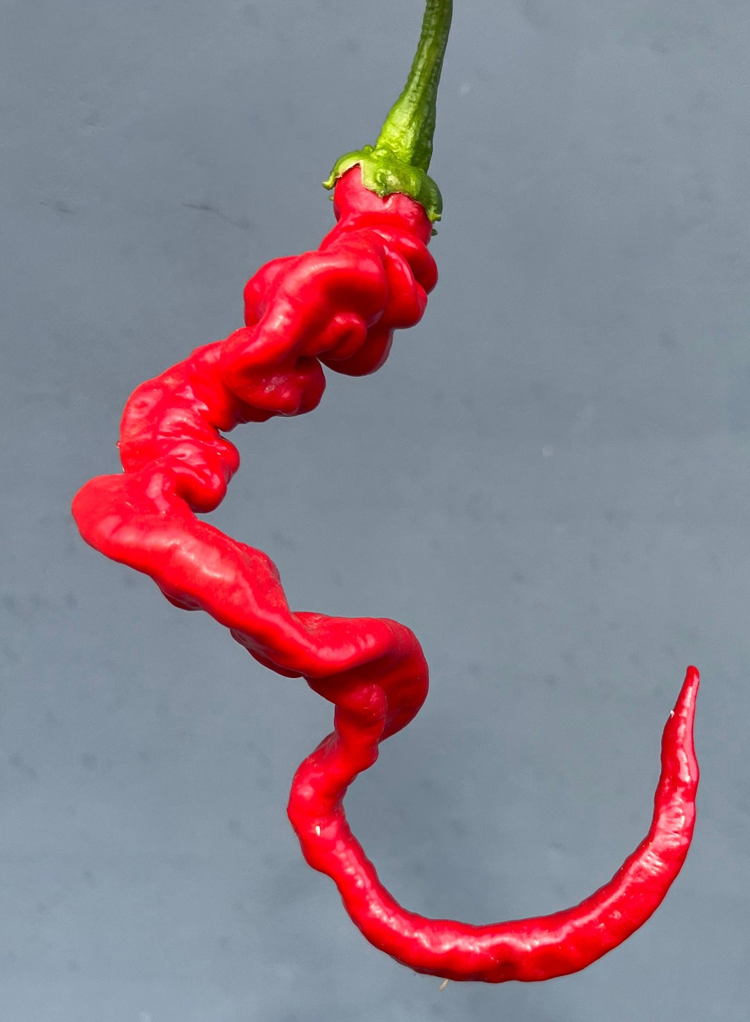 Helix Nebula Space Chile Pepper Premium Seed Packet - Etsy