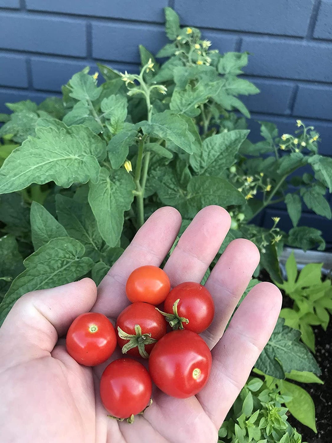 Chibikko Micro Dwarf Japanese Bonsai Cherry Tomato Premium Seed Packet ...