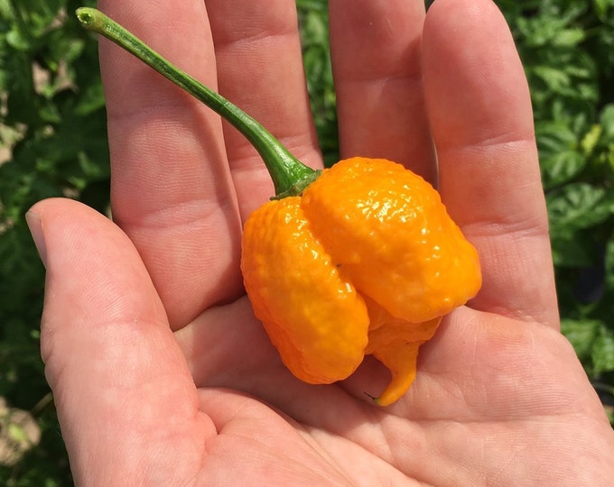 Sepia Serpent douglah X Reaper Pepper Premium Seed Packet - Etsy