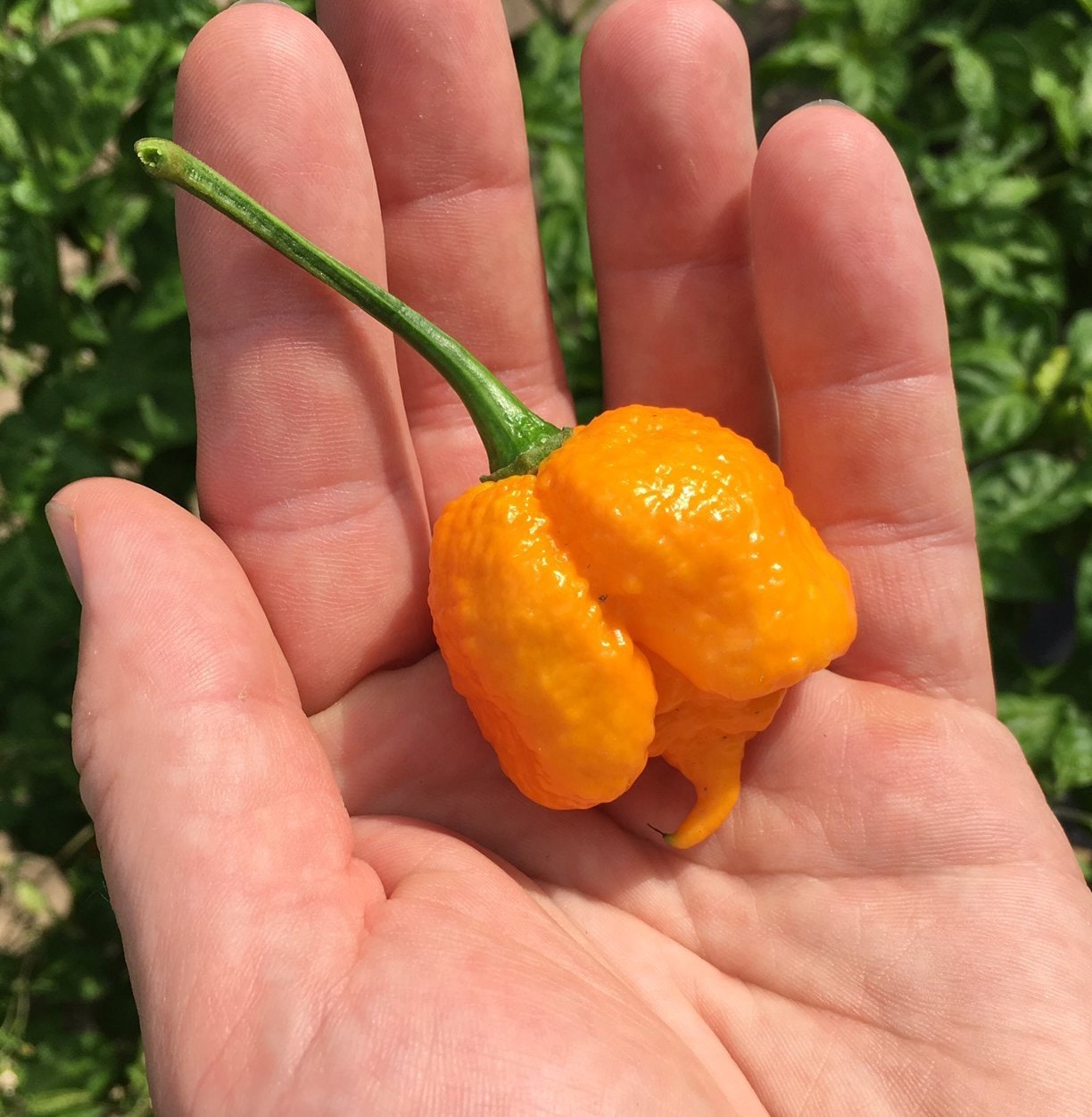 Yellow Brain Strain Pepper Premium Seed Packet | Etsy