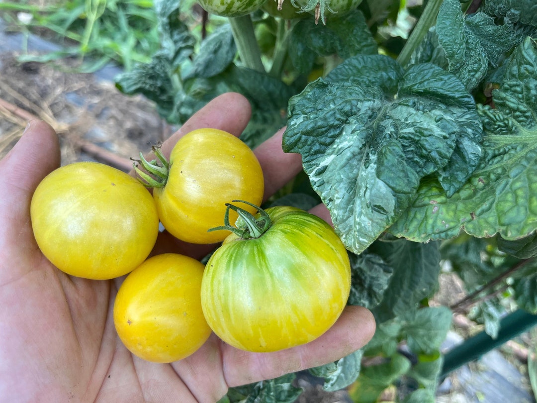 Sweet Splash Electra Variegated Tomato Premium Seed Packet - Etsy