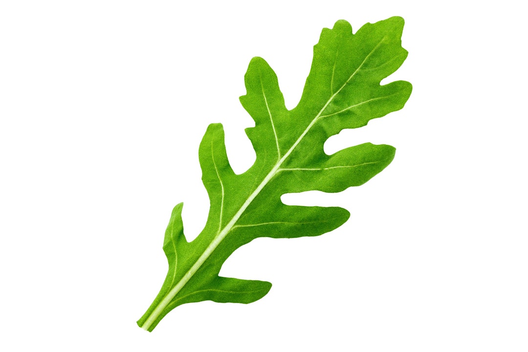 Runway Arugula Deep Lobed Oakleaf Italian Rocket Roquette Heirloom ...