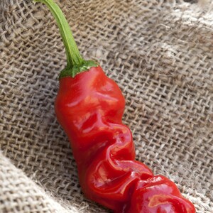 Peter Chili Willy Heirloom Pepper Premium Seed Packet - Etsy