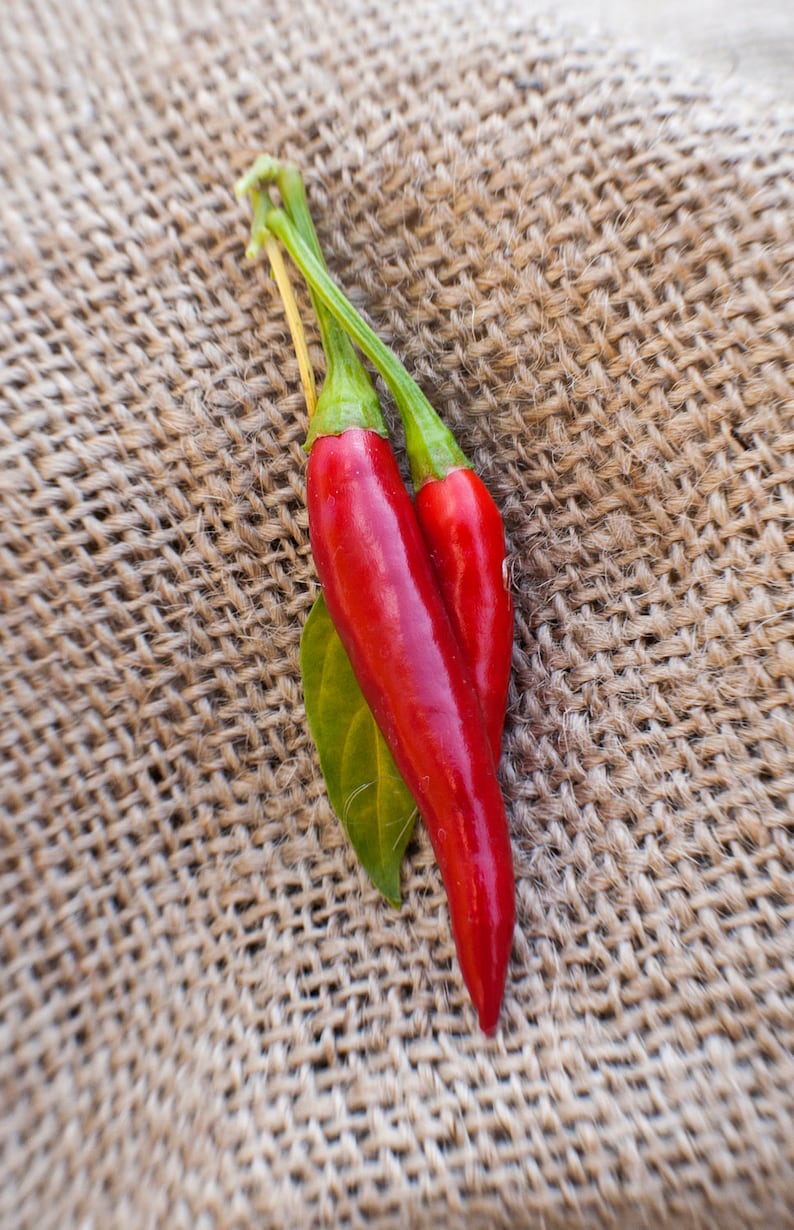 Thai Dragon Heirloom Chili Pepper Premium Seed Packet - Etsy