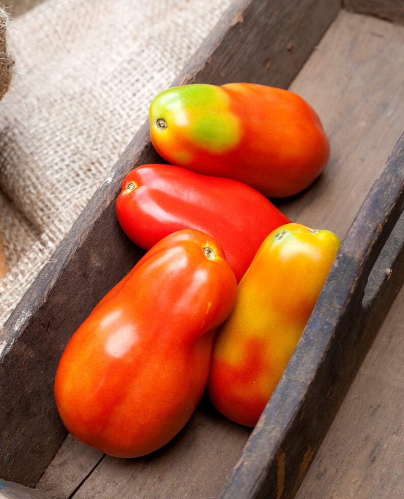 San Marzano Italian Heirloom Tomato Premium Seed Packet - Etsy