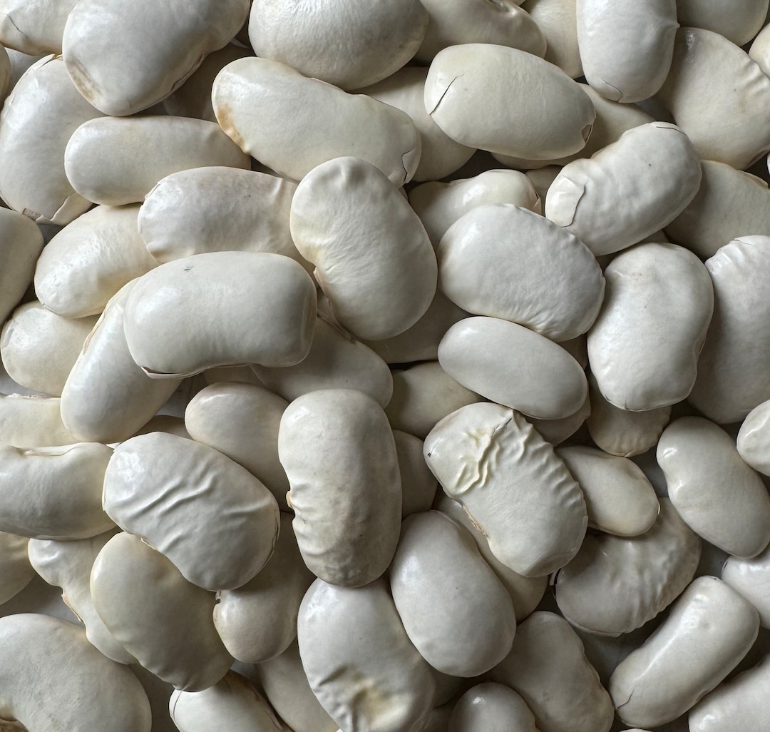 Greek Gigante Bean Fasolia Gigantes Plaki Heirloom Seed Packet - Etsy