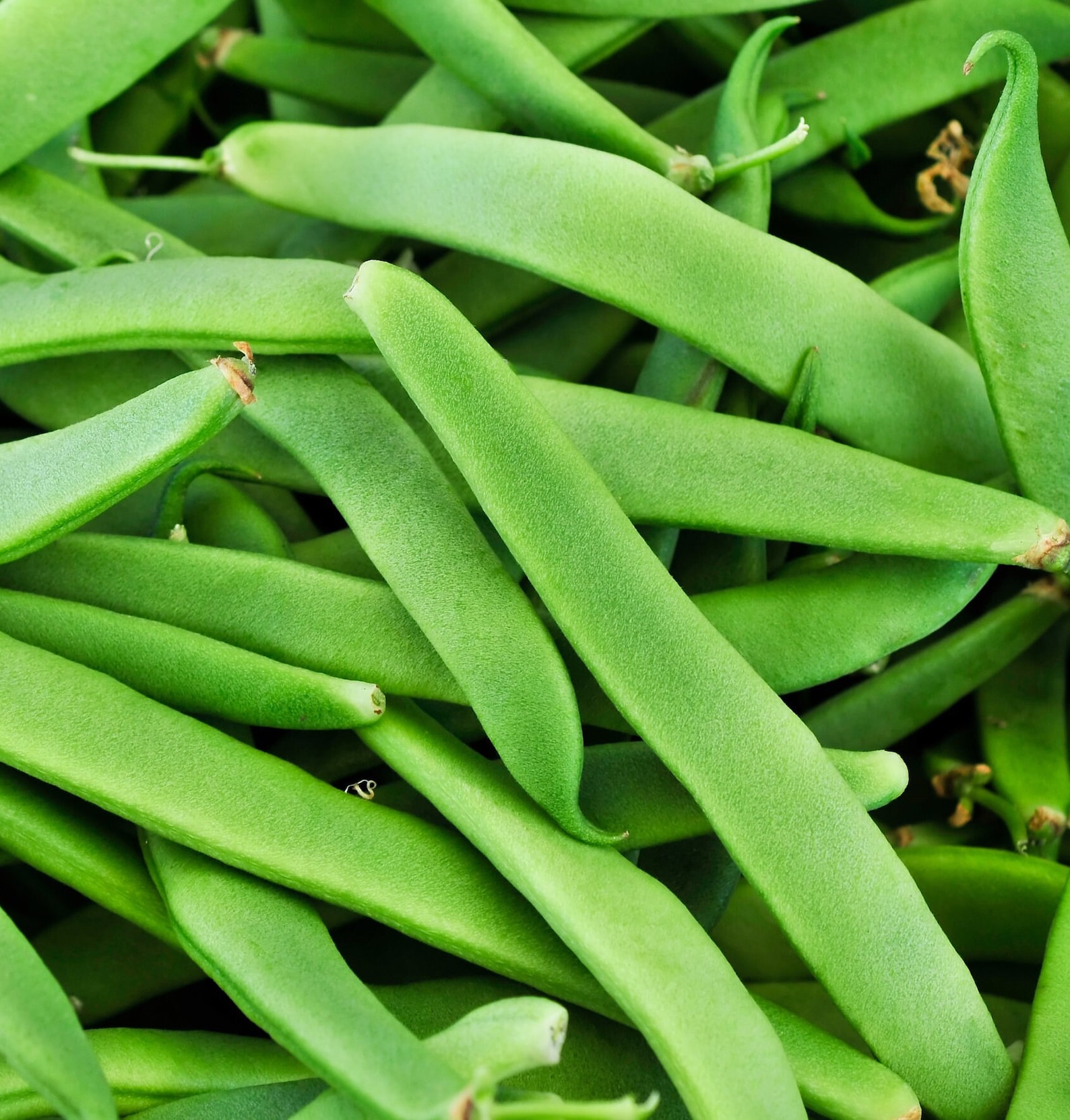 Romano Italian Green Bush Bean Premium Seed Packet - Etsy