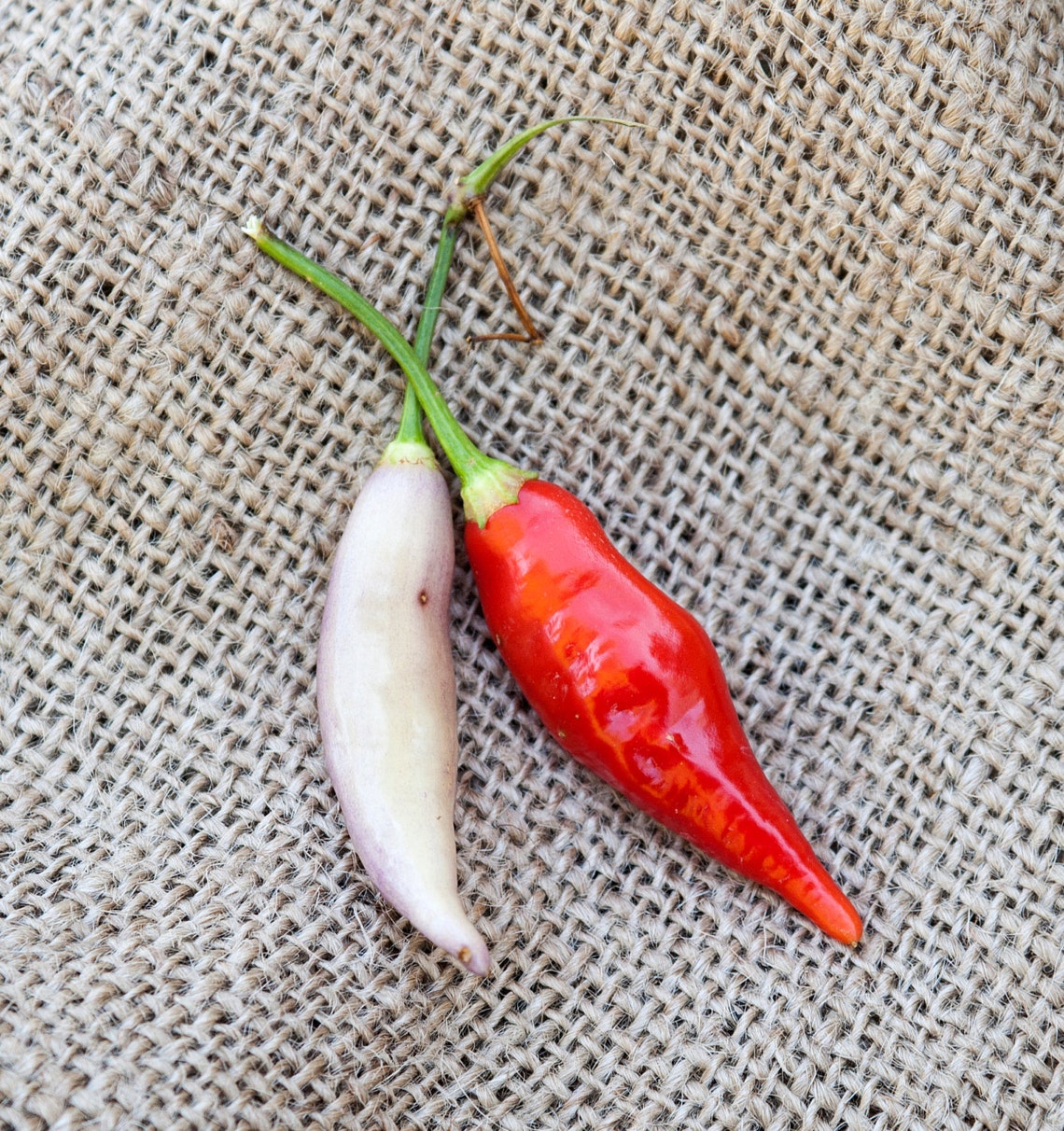 Aji Omnicolor Peruvian Heirloom Pepper Premium Seed Packet | Etsy