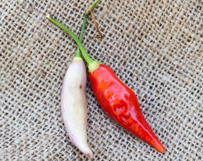 Aji Mango Chile Heirloom Pepper Premium Seed Packet - Etsy