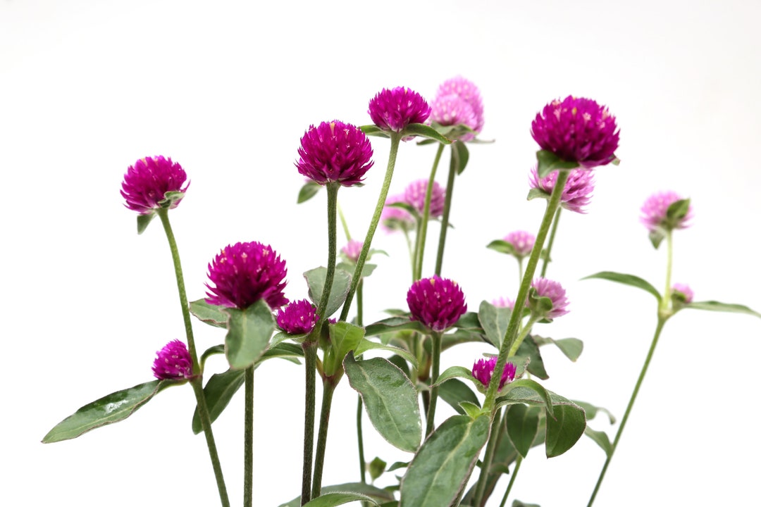Globe Amaranth Gomphrena Mix Dried Cut Flower Premium Seed Packet - Etsy