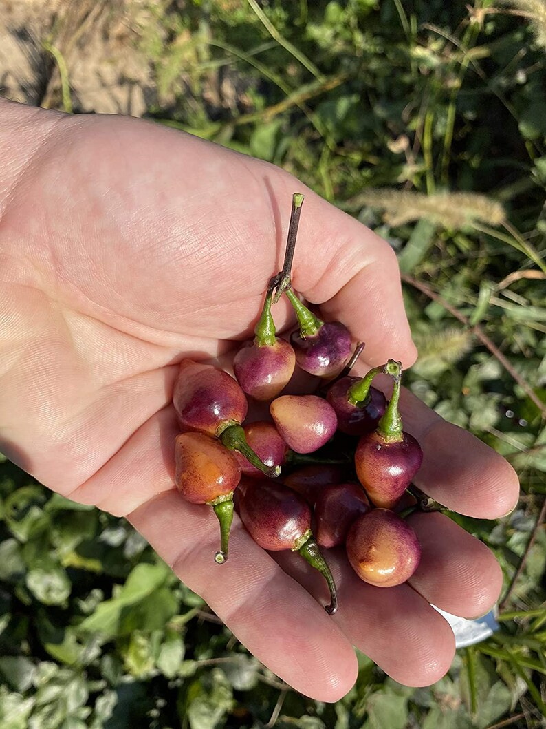 Pink Biquinho Pickling Pepper Premium Seed Packet - Etsy