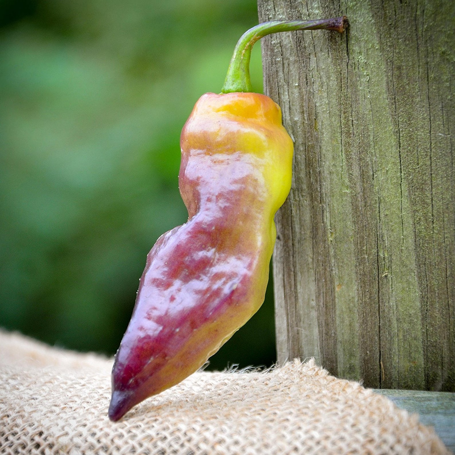 Yaki Blue Purple Ghost Pepper Hot Pepper Premium Seed Packet - Etsy