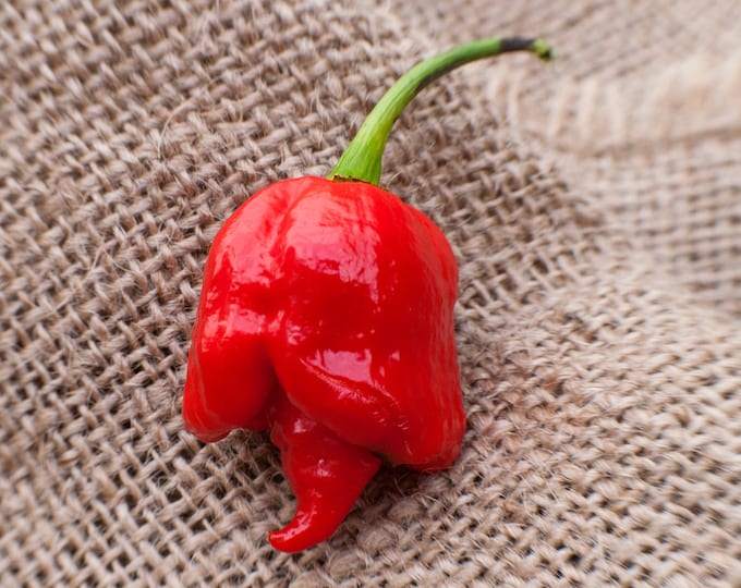 Sepia Serpent douglah X Reaper Pepper Premium Seed Packet | Etsy