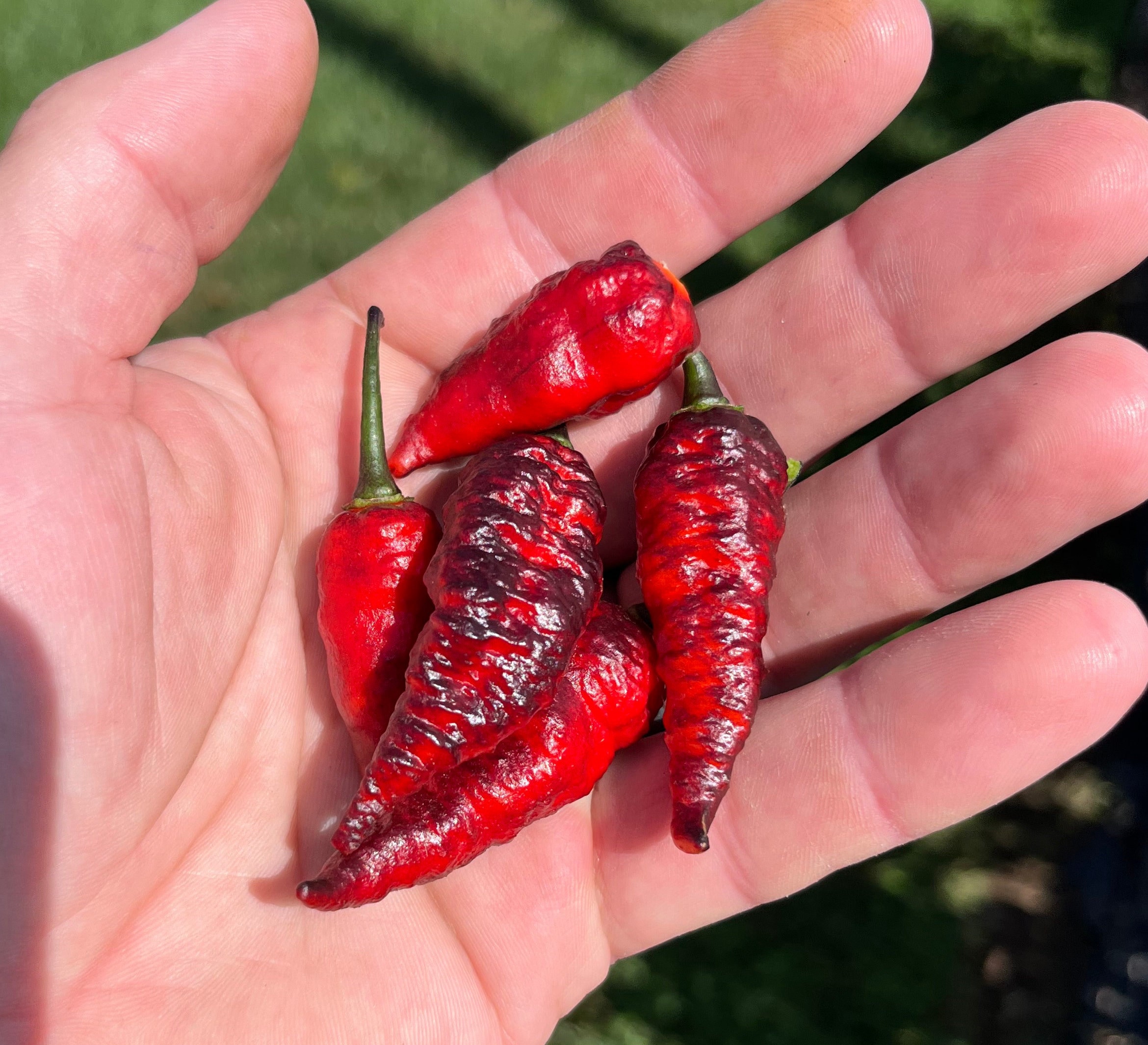 Naga Black Twister Pepper Premium Seed Packet - Etsy