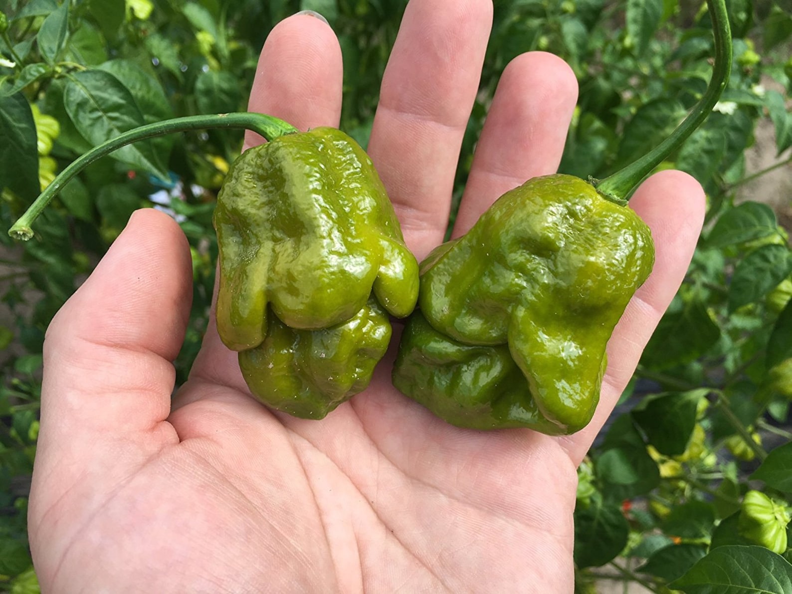 Gator Jigsaw Ultra Hot Pepper Premium Seed Packet - Etsy