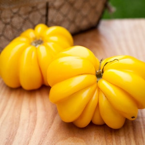 Yellow Ruffles Pleated Stuffing Heirloom Tomato Premium Seed Packet - Etsy