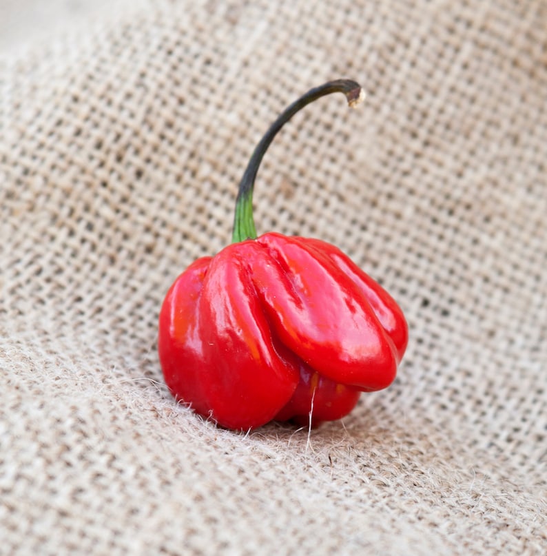 Red Savina Habanero Heirloom Pepper Premium Seed Packet - Etsy