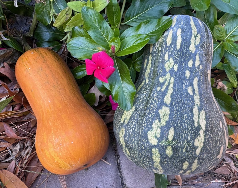 Green Ayote Guatemalan Butternut Winter Squash Premium Seed Packet - Etsy
