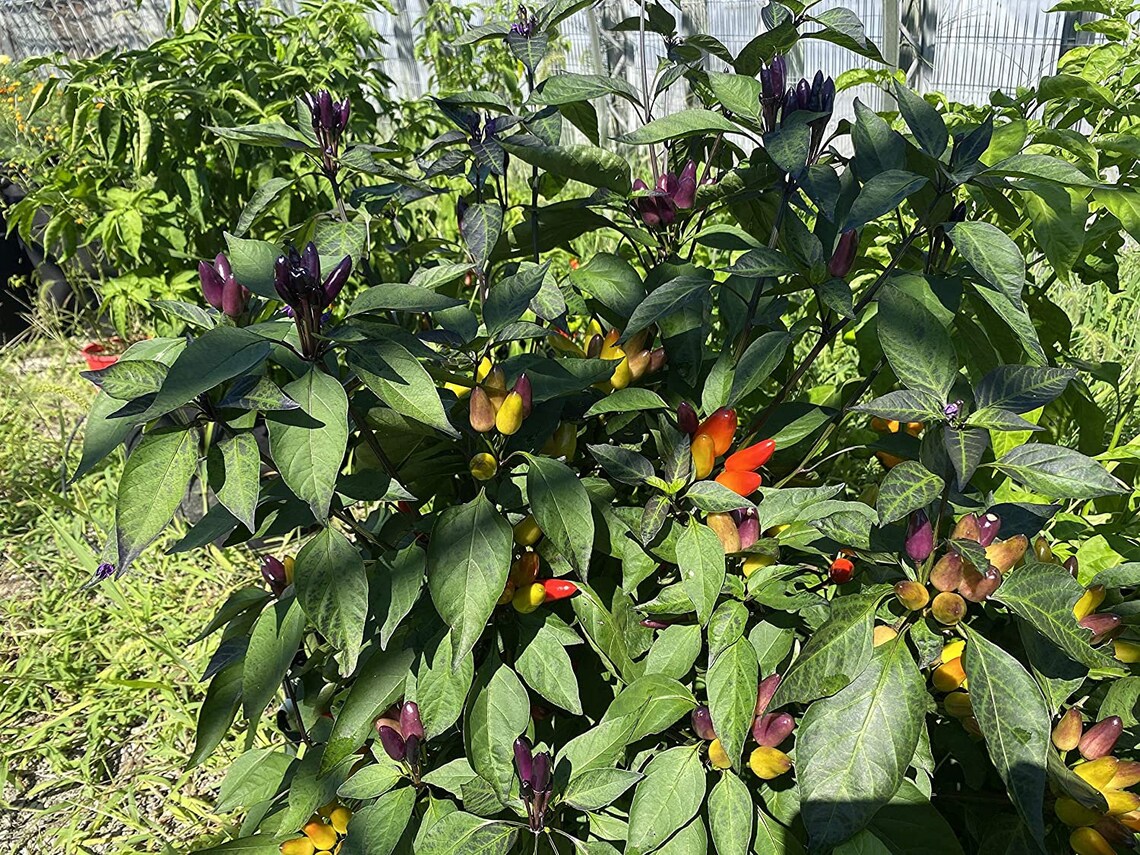 Peruvian Purple Peru Heirloom Pepper Premium Seed Packet - Etsy