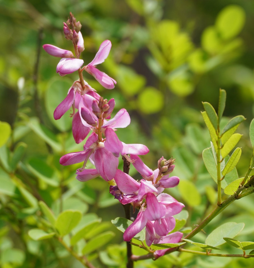 True Indigo Indigofera Tinctoria Dye Premium Seed Packet - Etsy