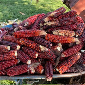 Jimmy Red Corn Famous Bootlegger Moonshine Grits Hominy Masa Corn ...