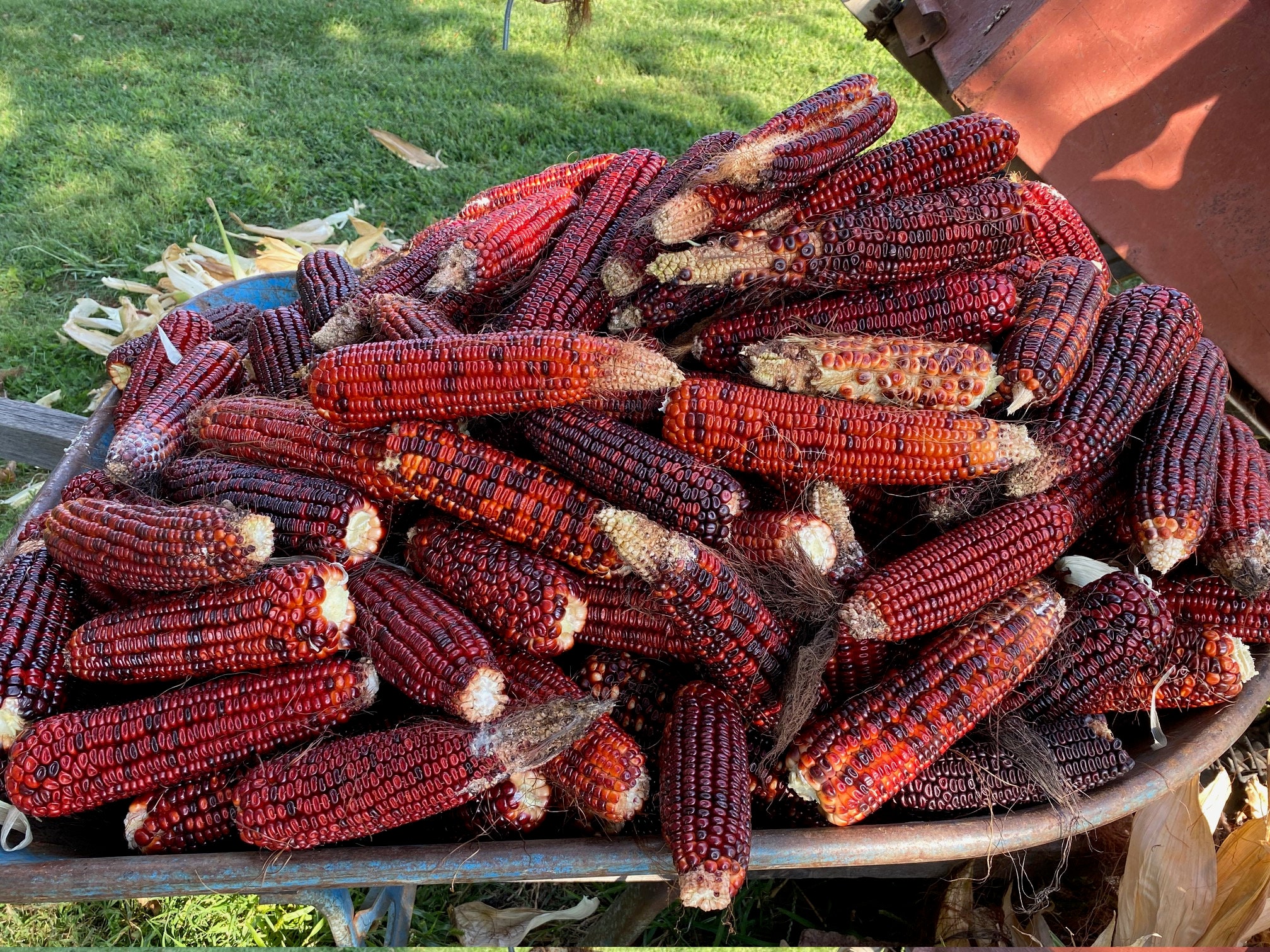 Jimmy Red Corn Famous Bootlegger Moonshine Grits Hominy Masa Corn ...