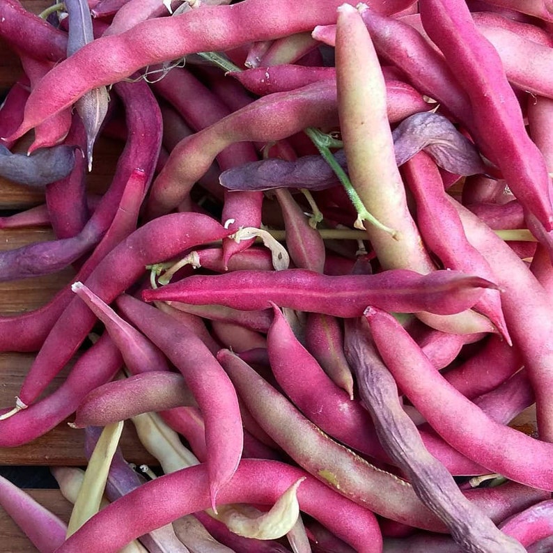 Pink Half 1/2 Runner Bean Heirloom Premium Seed Packet - Etsy