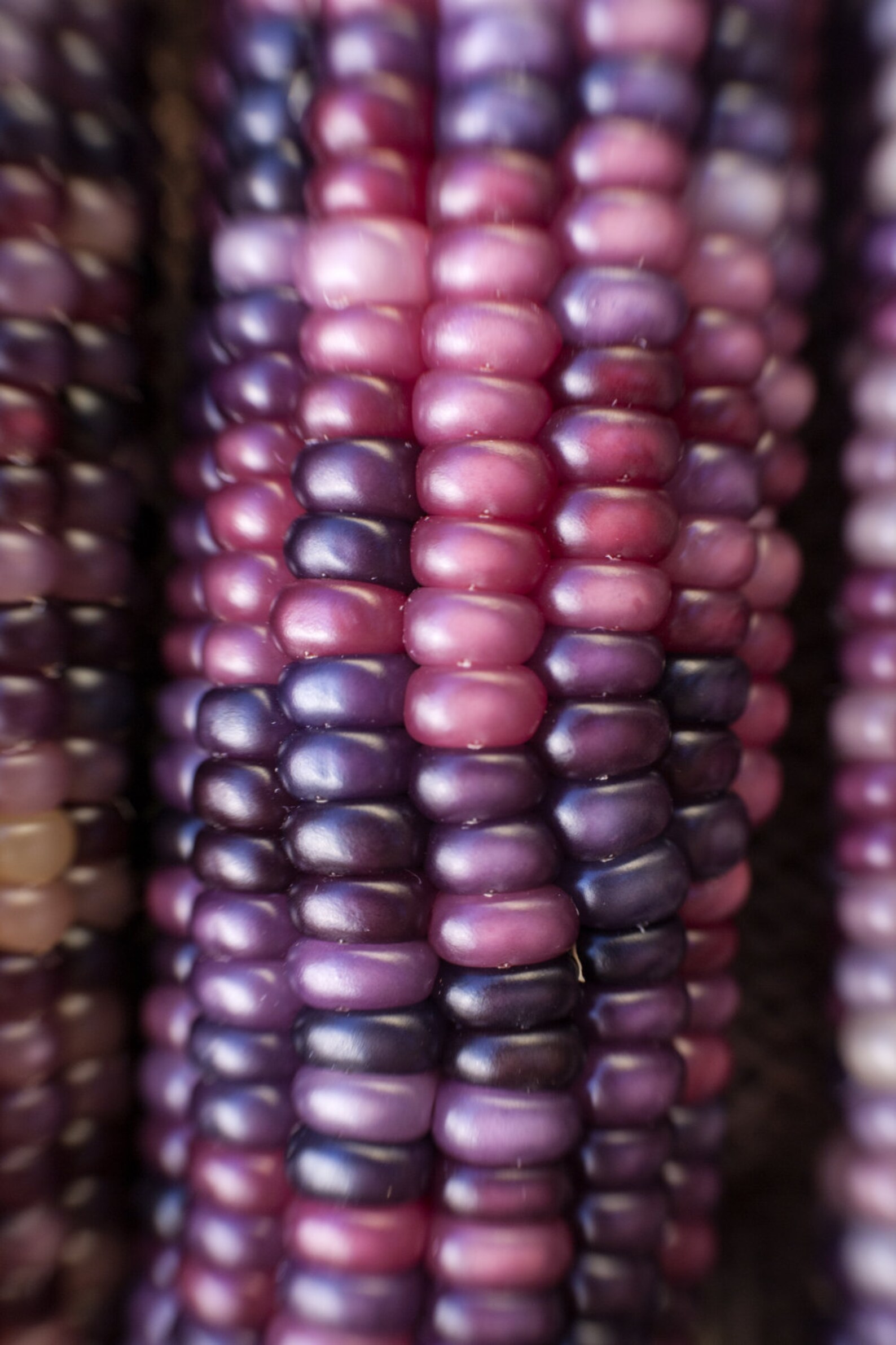 Amethyst Dream Purple Glass Gem Cherokee Indian Corn Heirloom Premium ...