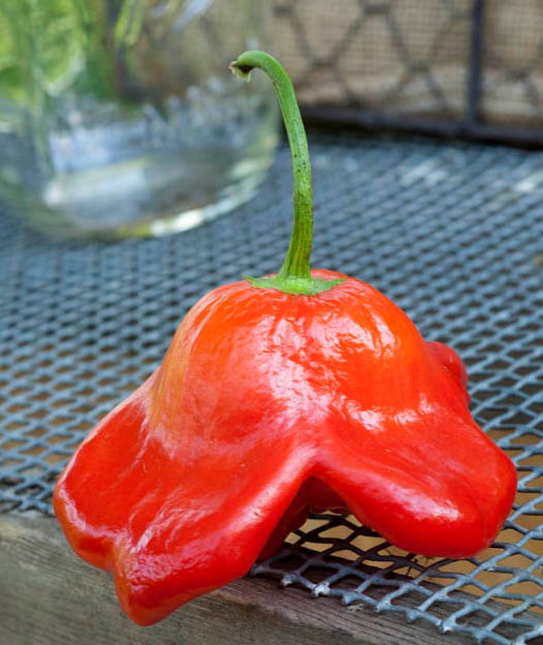 Bishops Crown Peri Peri Chile Heirloom Pepper Premium Seed - Etsy