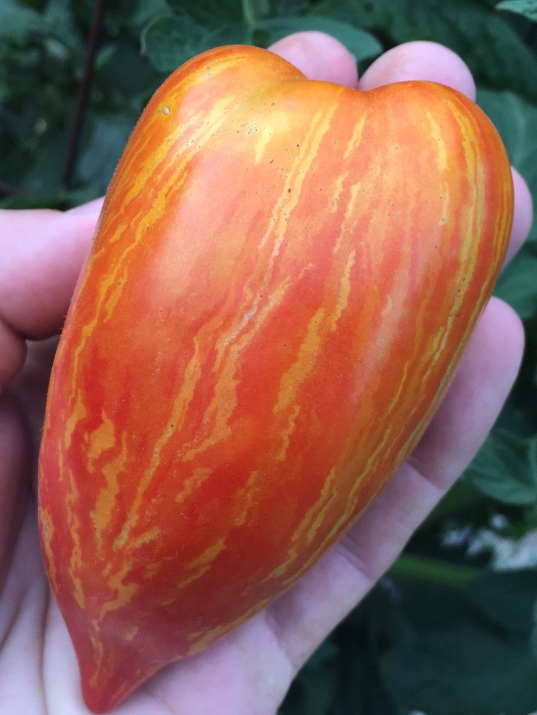 Striped (speckled) Roman Heirloom Tomato Premium Seed Packet - Etsy