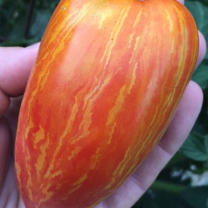 Striped (speckled) Roman Heirloom Tomato Premium Seed Packet - Etsy