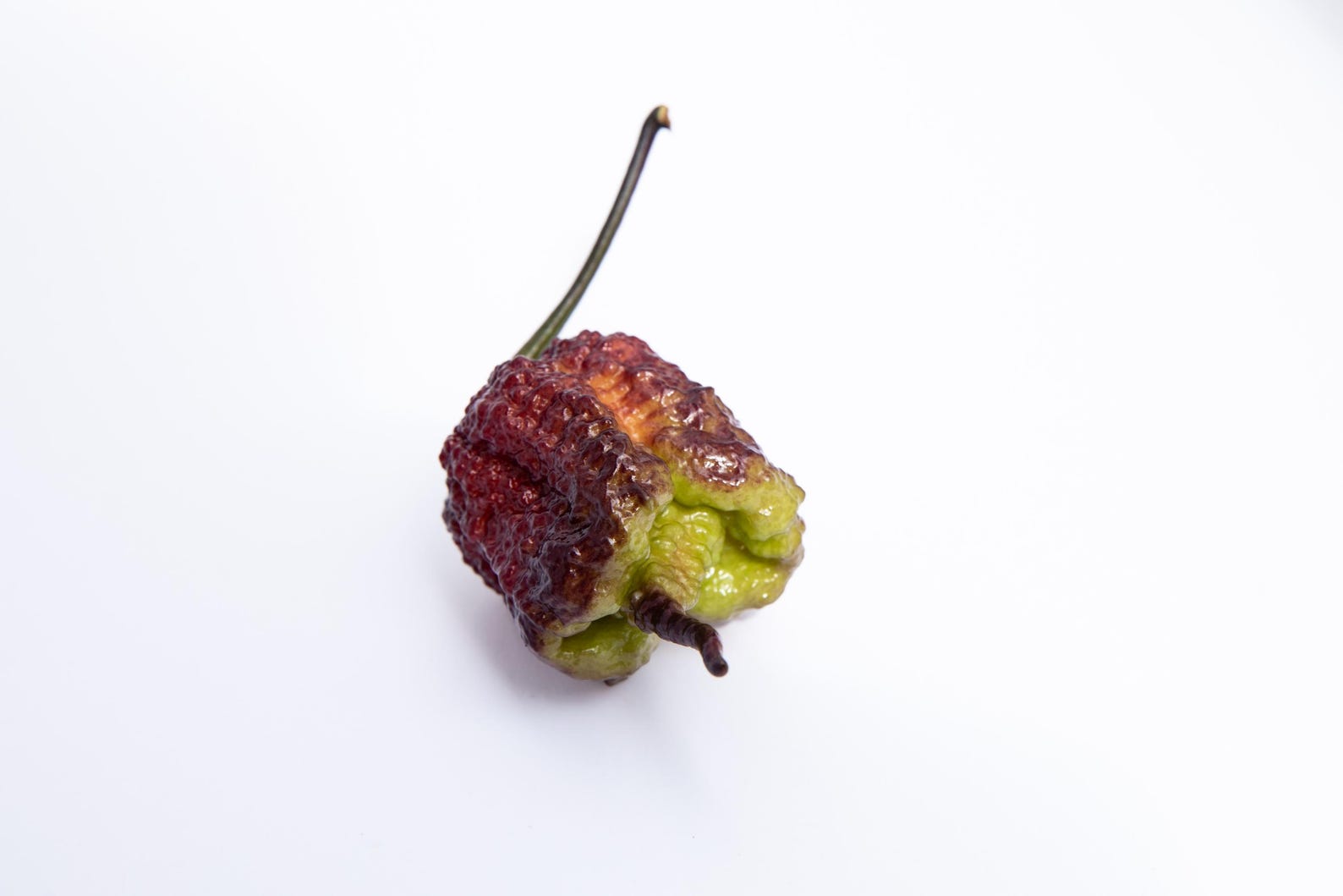 Purple Gator Jigsaw Ultra Hot Pepper Premium Seed Packet - Etsy