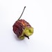 Purple Gator Jigsaw Ultra Hot Pepper Premium Seed Packet - Etsy