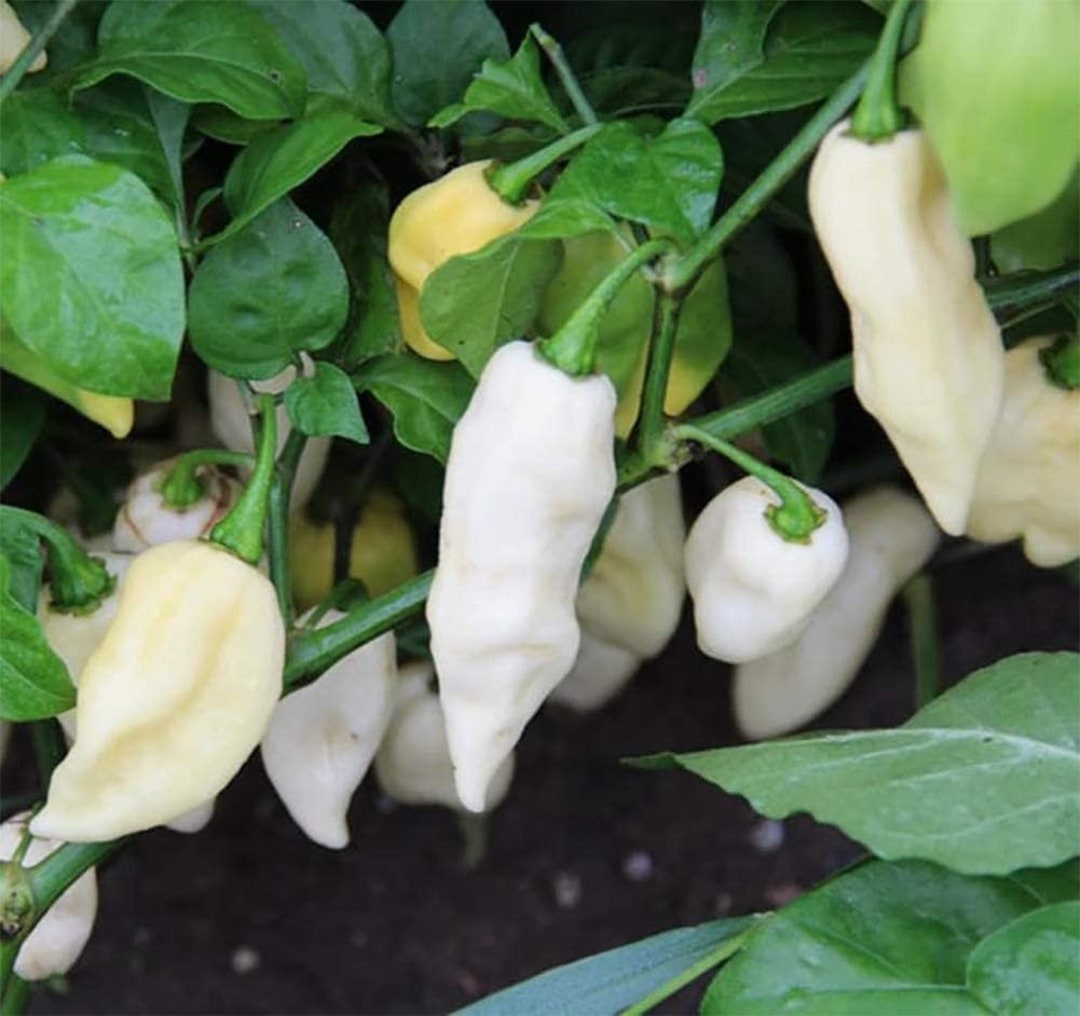 White Ghost Pepper Bhut Jolokia Heirloom Pepper Premium Seed Packet - Etsy
