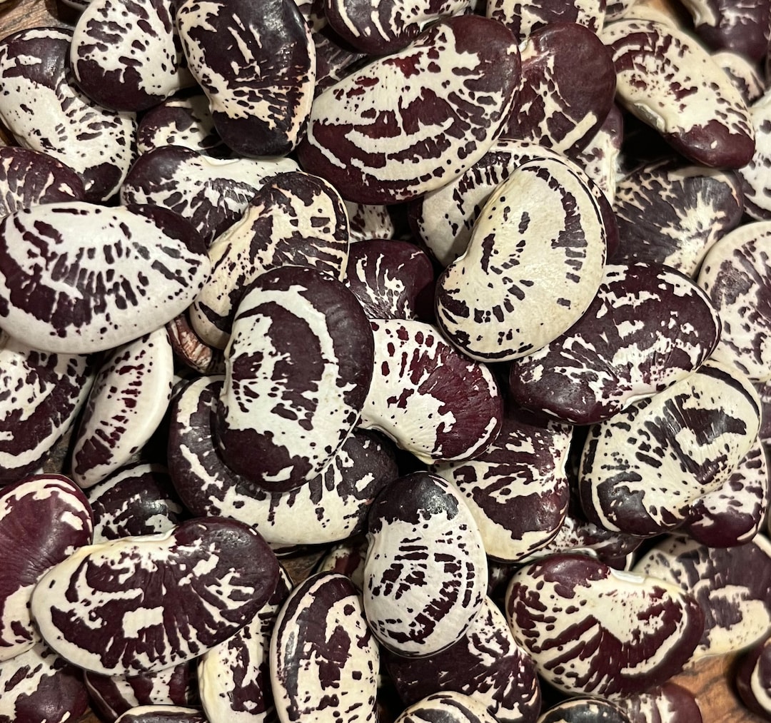 Christmas Lima Fagioli Del Papa Chestnut Calico Bean Heirloom Seed ...