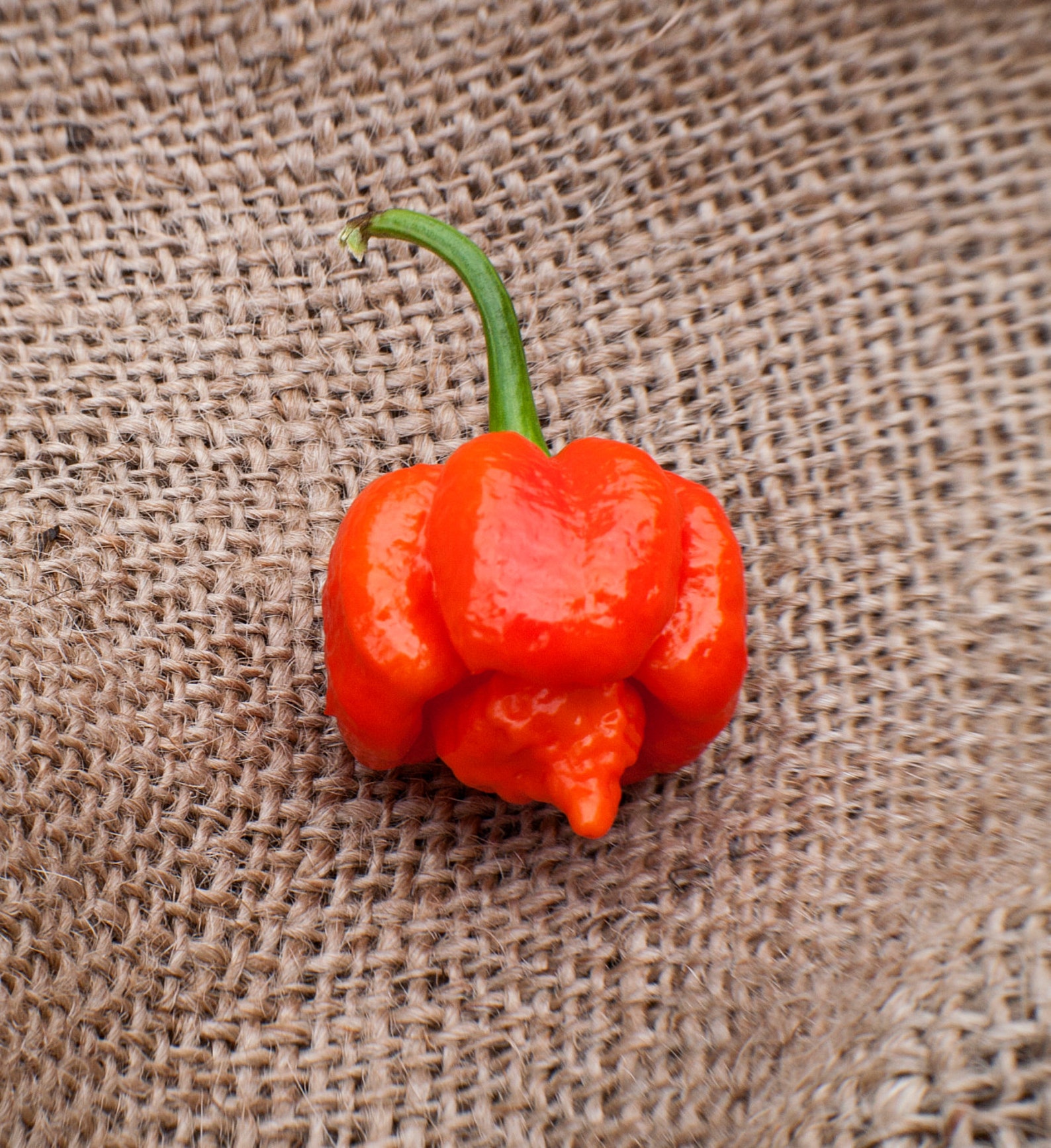Trinidad Scorpion Moruga Blend Heirloom Pepper Premium Seed Packet ...