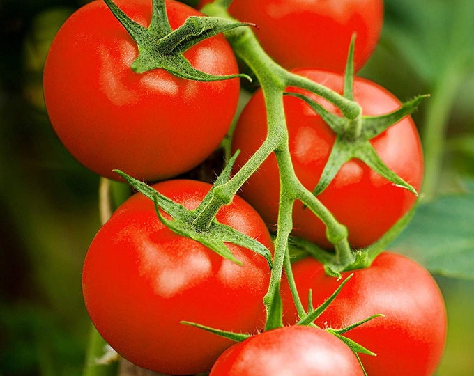 Romeo Roma Huge Italian Paste Heirloom Tomato Premium Seed - Etsy