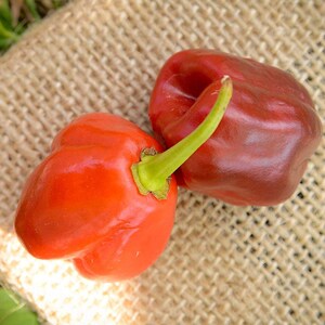 Red Dawn CGN 21500 Hot Pepper Premium Seed Packet + More - Etsy