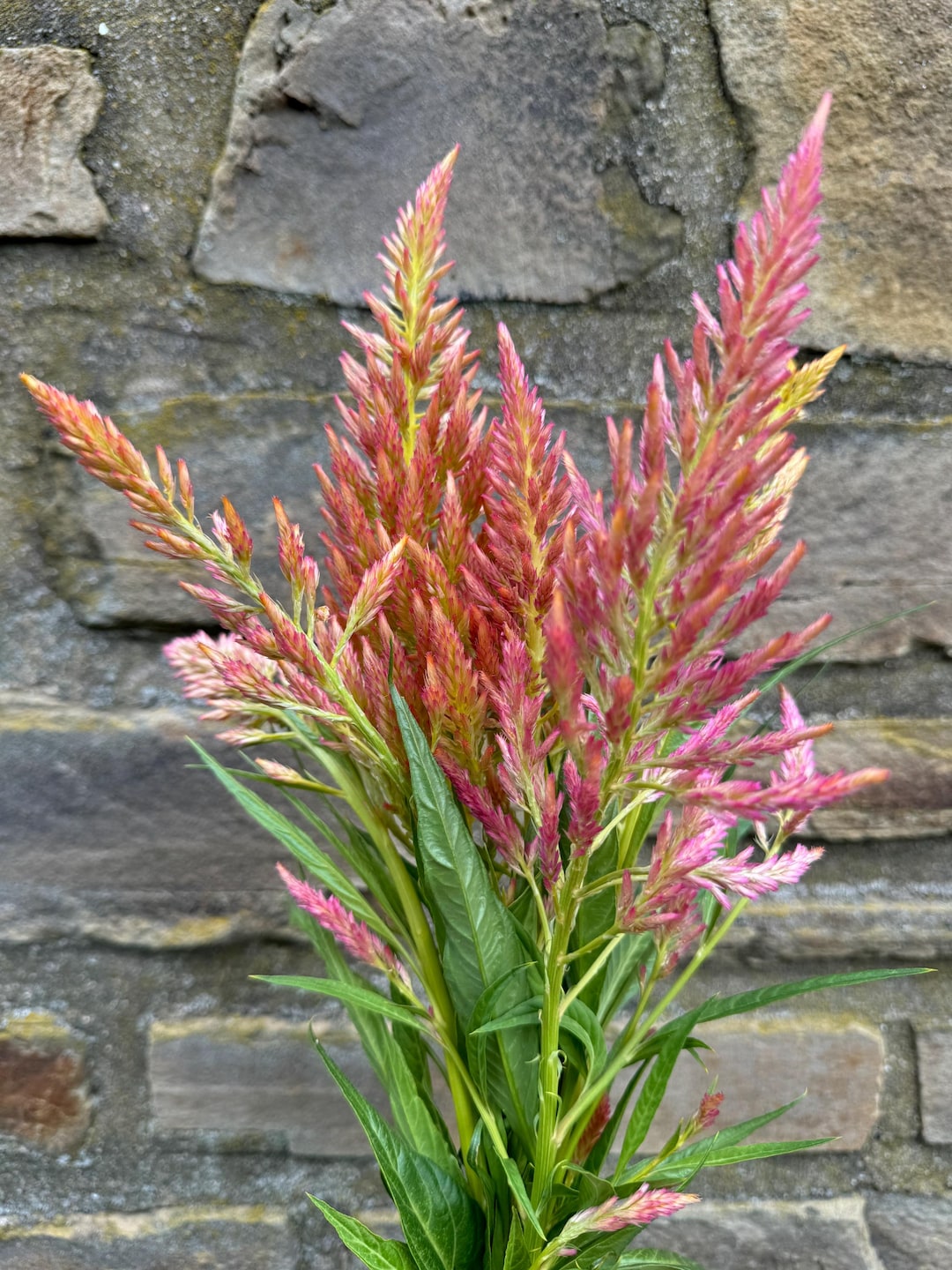 Spun Sugar Celosia Argentea Plumosa Cut Flower Seed Packet for Planting ...