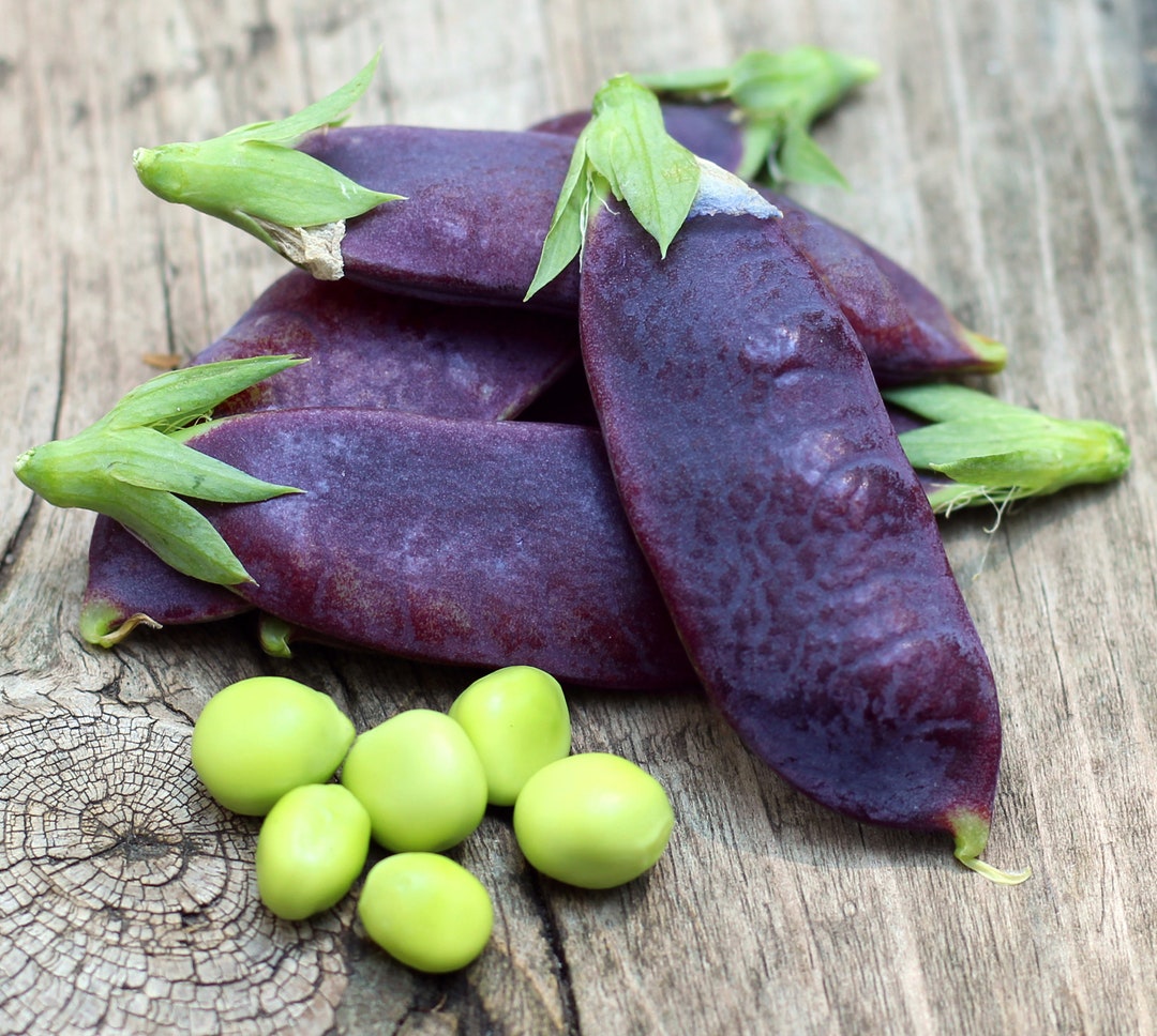 Purple Snow Pea Peas Stir Fry Seed Packet - Etsy