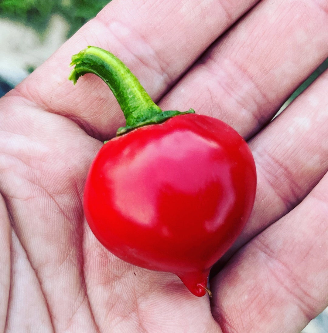 Tondo Round Calabrian Italian Picante Calabrese Spicy Pepper of ...