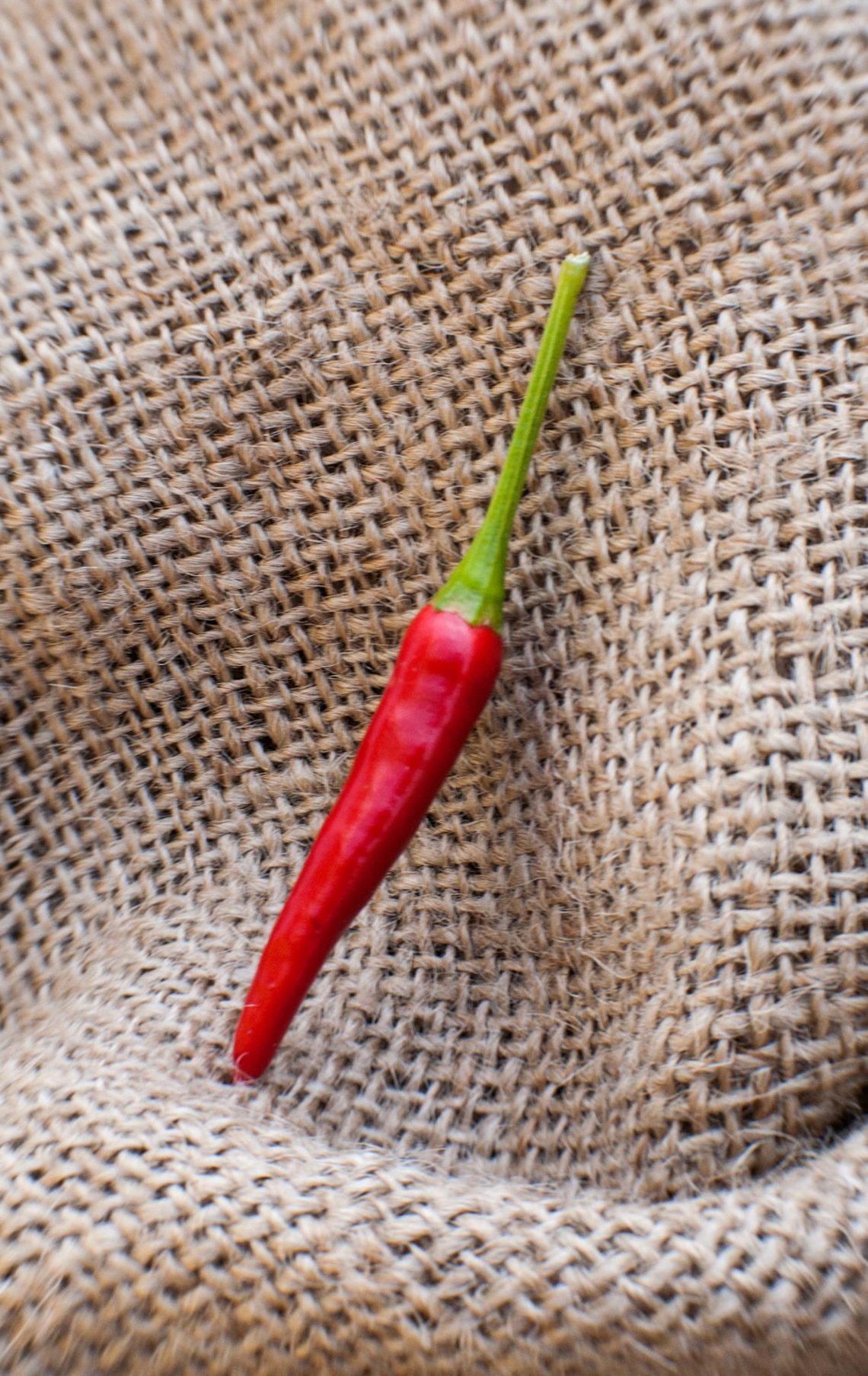 Thai Dragon Heirloom Chili Pepper Premium Seed Packet - Etsy