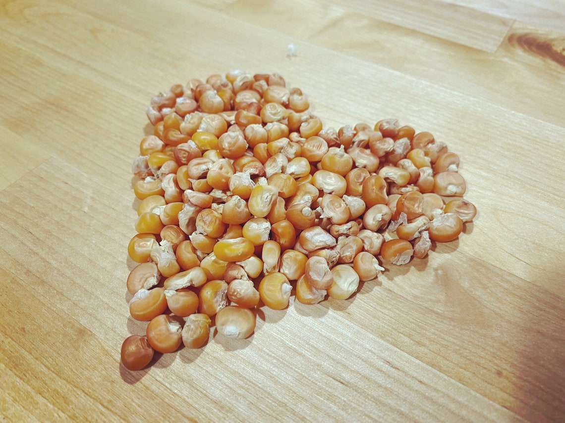 Otto File Orange Polenta Italian Heirloom Flint Corn Eight Row - Etsy