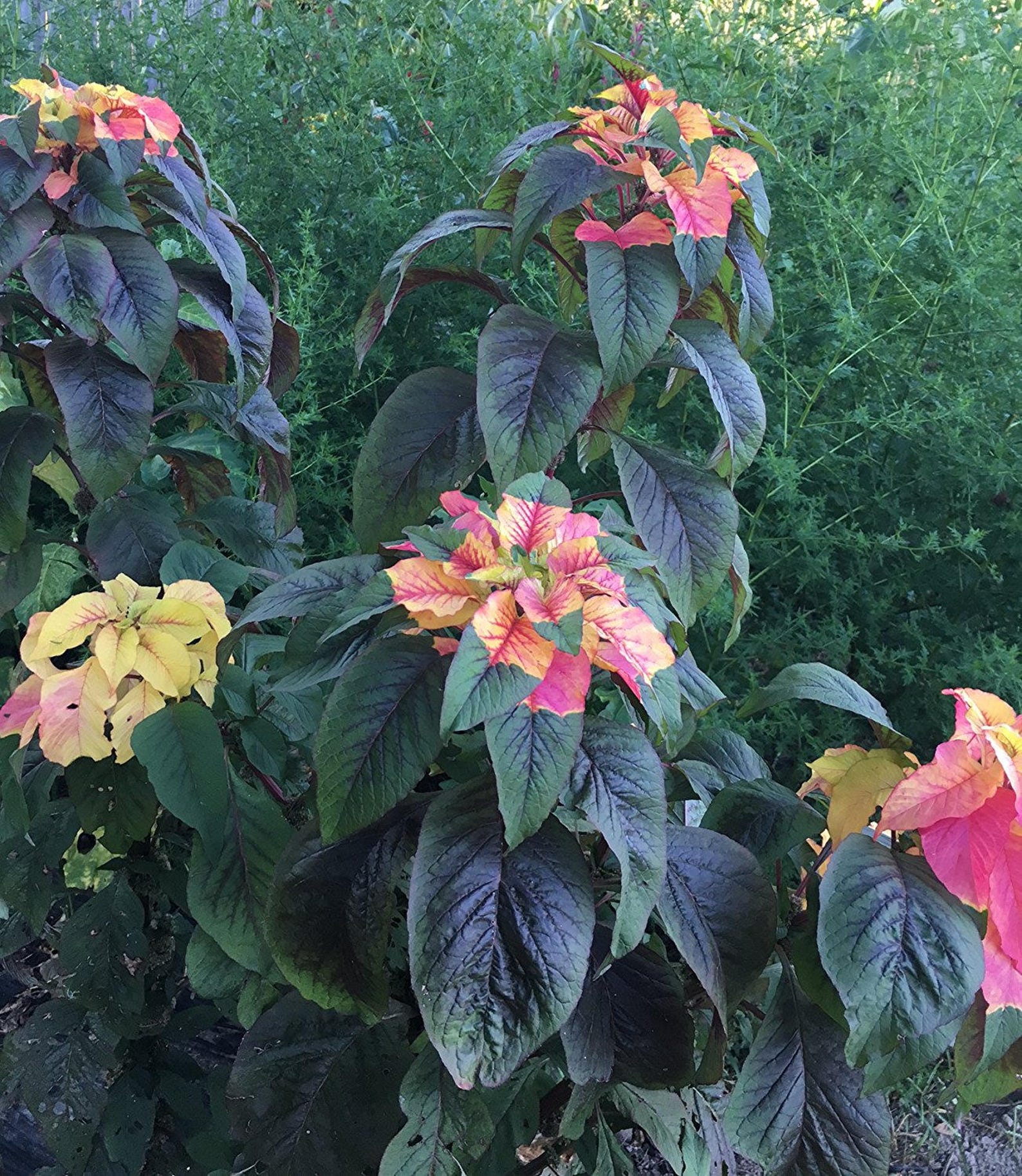 Joseph's Coat Amaranthus Tricolor Amaranth Summer Poinsettia Premium ...