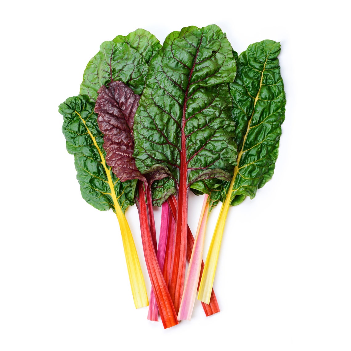 Bright Lights Swiss Chard Beet Tops Heirloom Premium Seed - Etsy