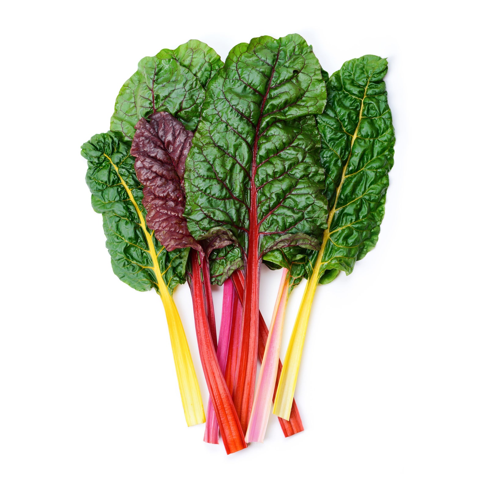 Bright Lights Swiss Chard Beet Tops Heirloom Premium Seed Packet - Etsy