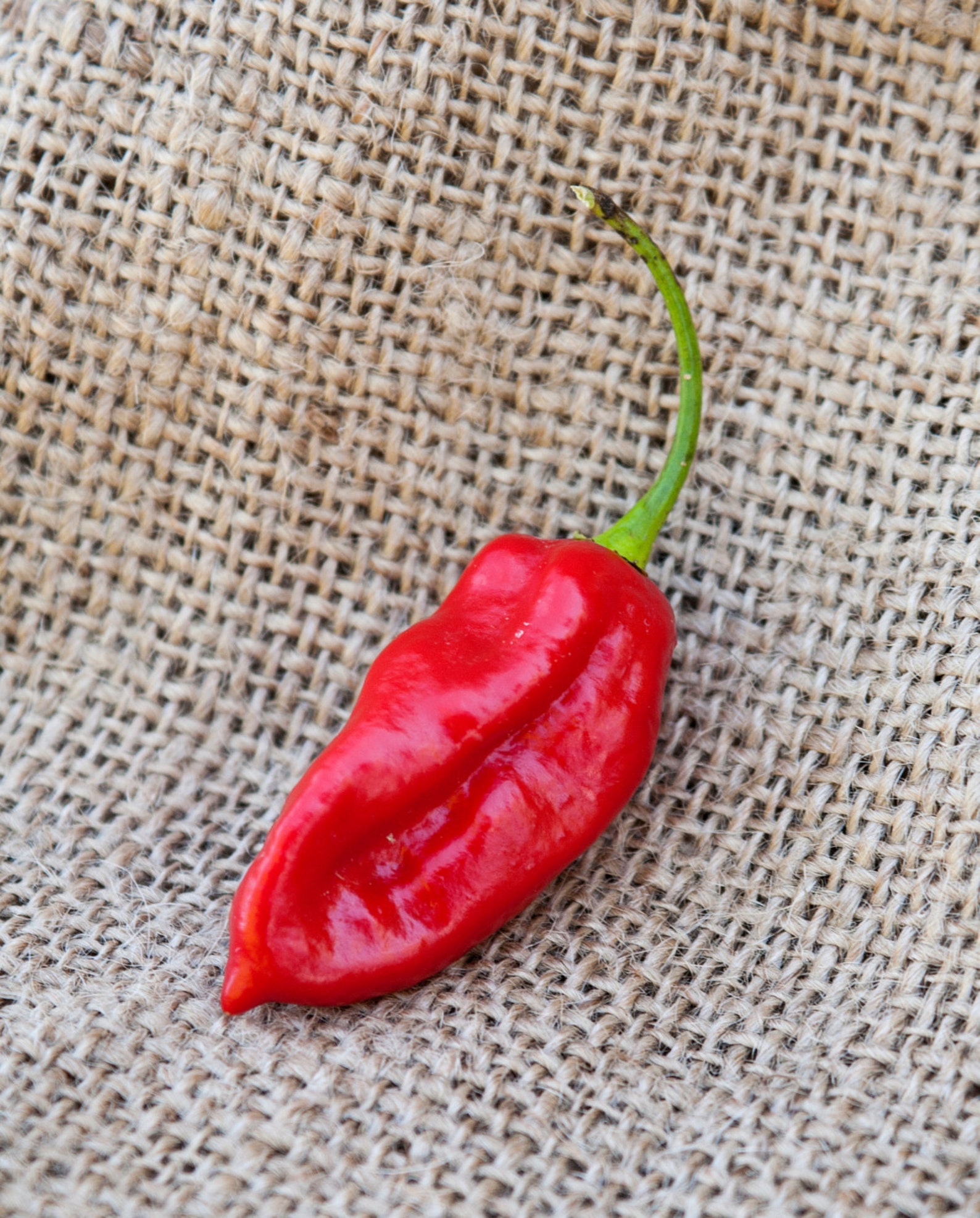 Tiger Teeth Hot Pepper Premium Seed Packet | Etsy